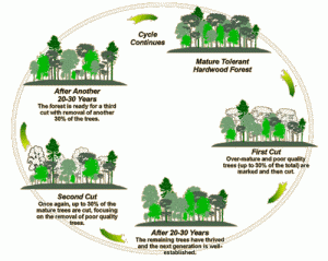 Silvicultural Systems: Uneven-Aged — Selection - Algonquin Forestry ...